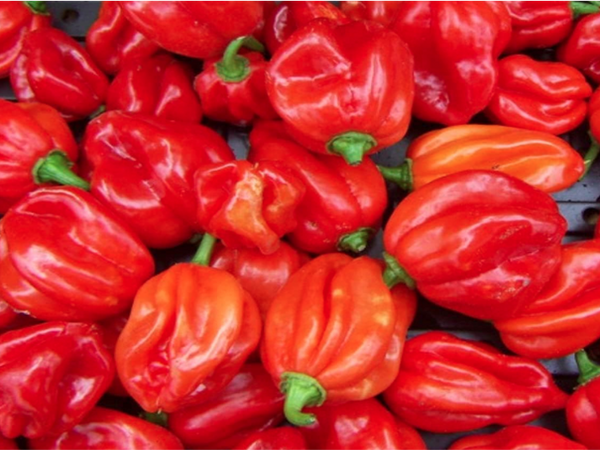 Normal Rodo/Hot Pepper – Shop With Enny