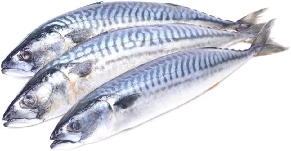 Mackerel Fish (Titus Fish) - – Shop With Enny