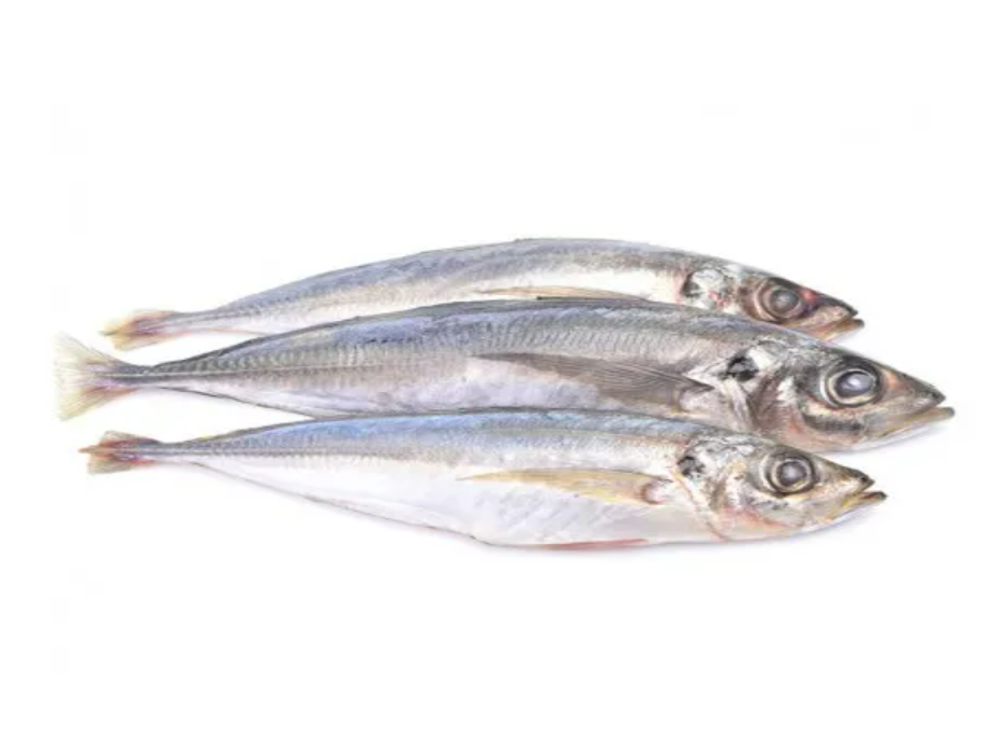 Horse Mackerel (Thomson) - Kote Fish 20kg (Uncut) – Shop With Enny